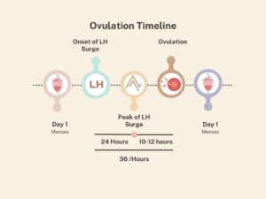 The Beginners Guide to A Normal Ovulation Cycle - Transitions of Motherhood
